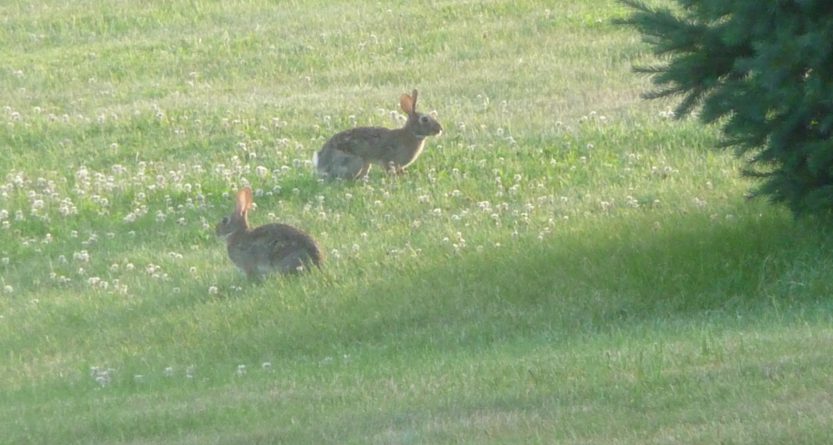 Rabbits at play under the pine tree | Ranjan's Writings